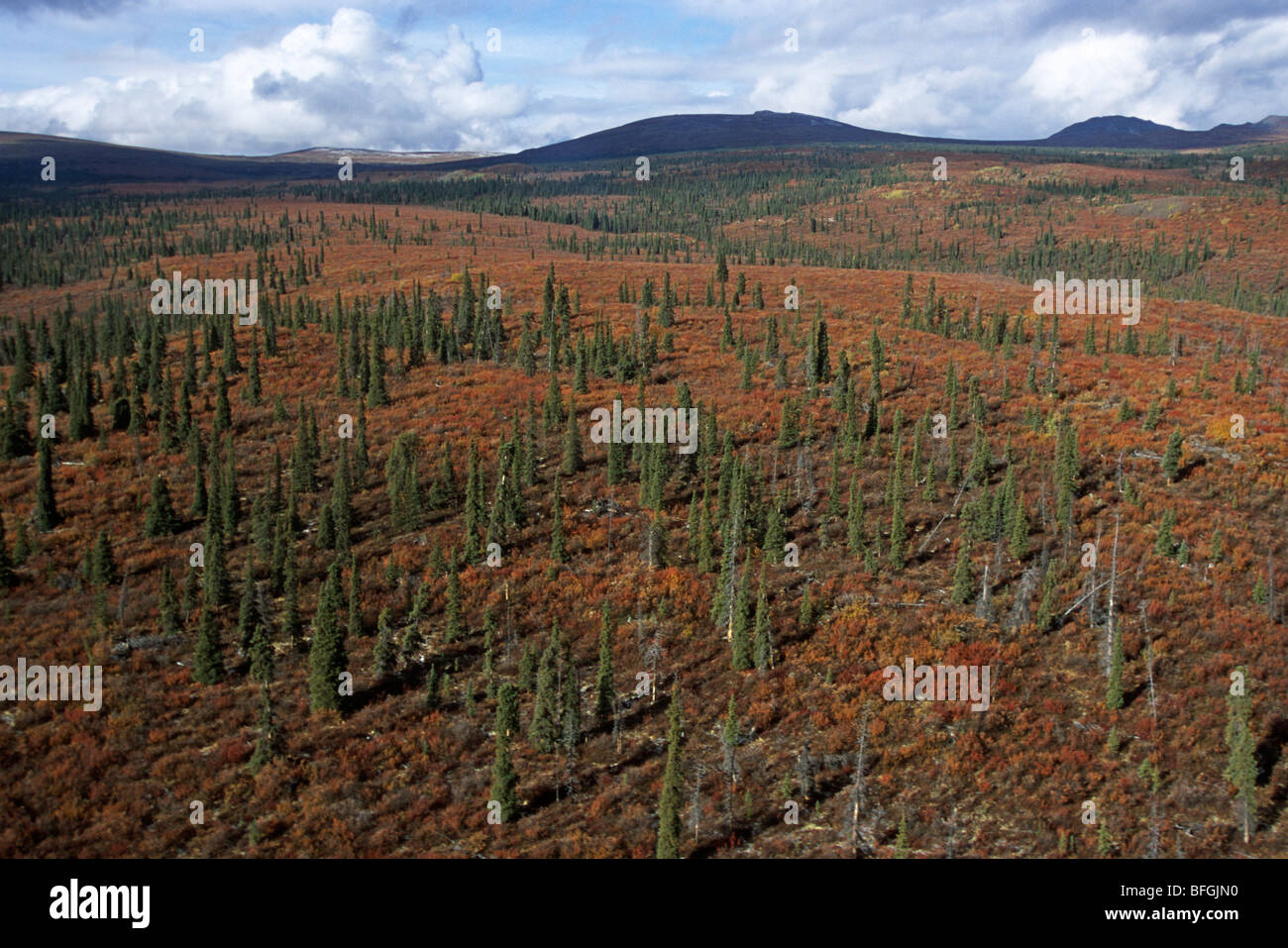 Aerial scene shows spruce trees and northern tundra in autumn colours ...