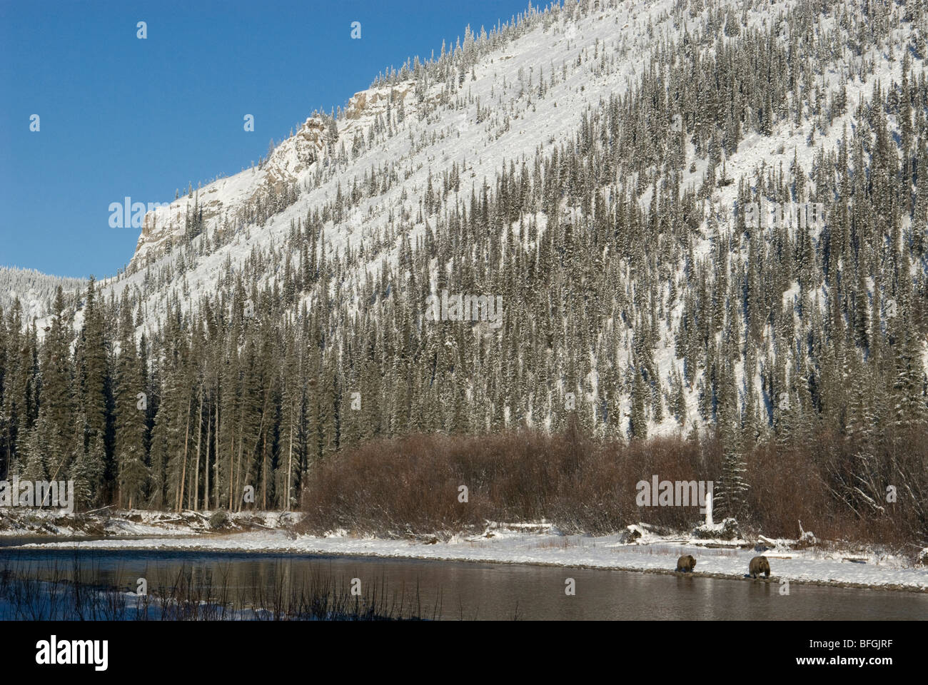 Grizzly bear (Ursus arctos) sow and cub walking along Fishing Branch ...