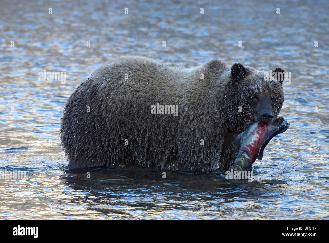 Wild Grizzly bear carrying chum or dog salmon in early winter in ...