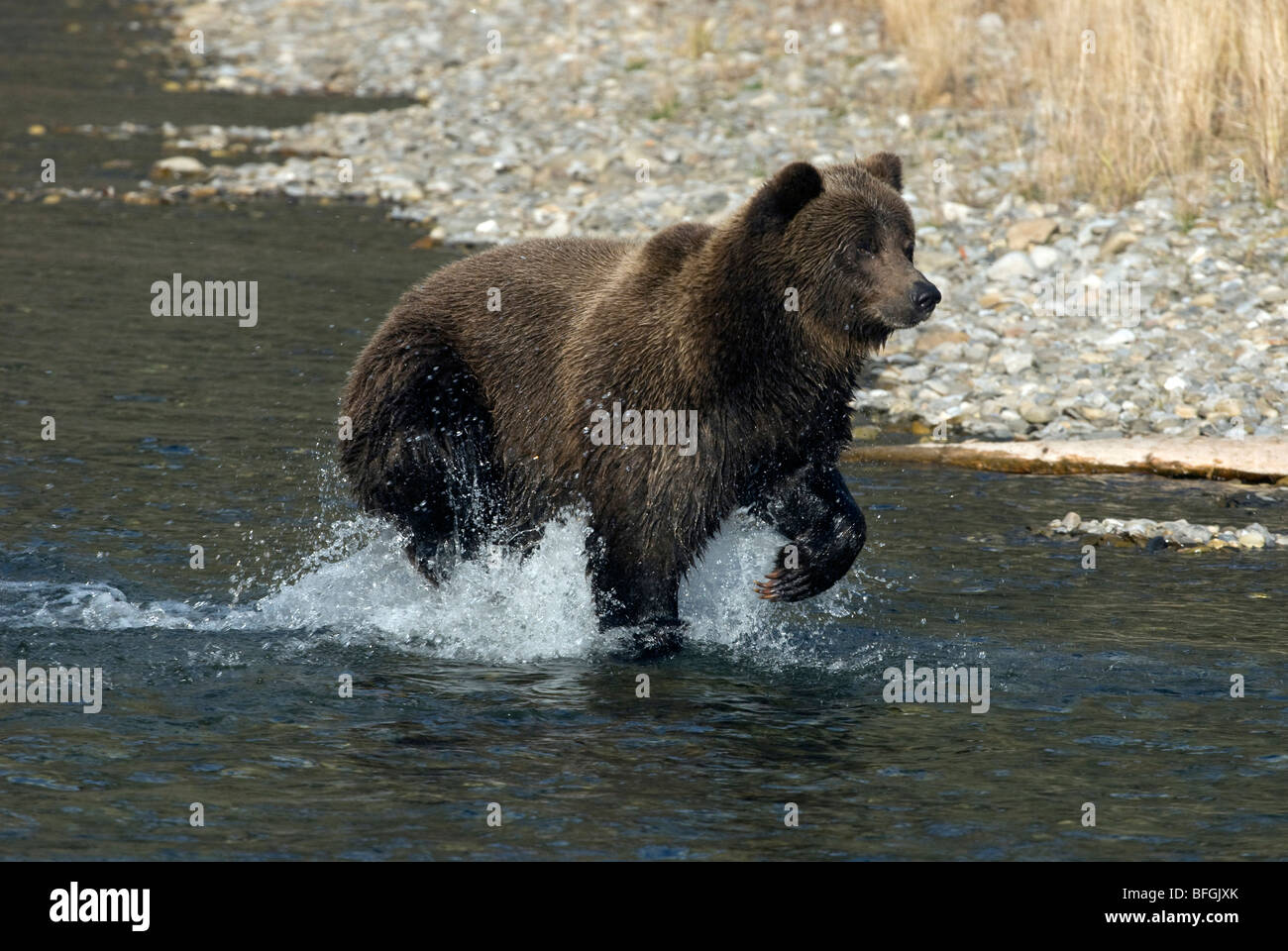 Grizzly Bear Running