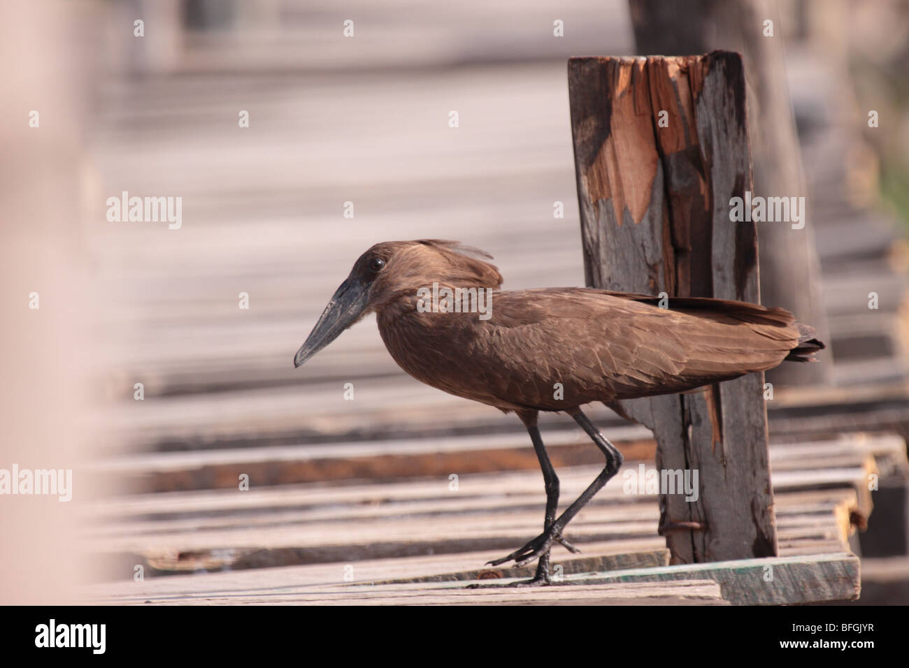 Hamerkop hammerhead scopus umbretta bird hi-res stock photography and ...