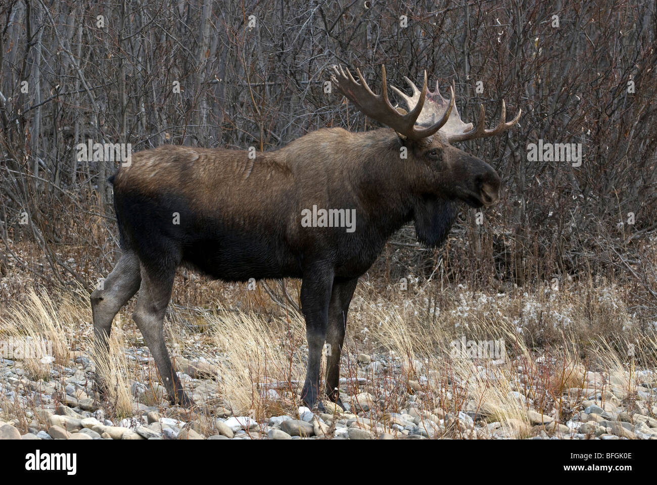 Bull Moose (Alces alces) standing on rocky shoreline and shedding ...