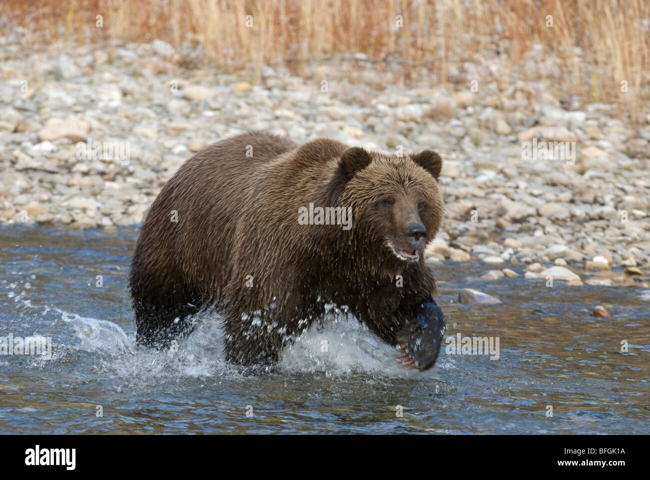 Grizzly Bear chasing after chum salmon (Ursus arctos) in Fishing Branch ...