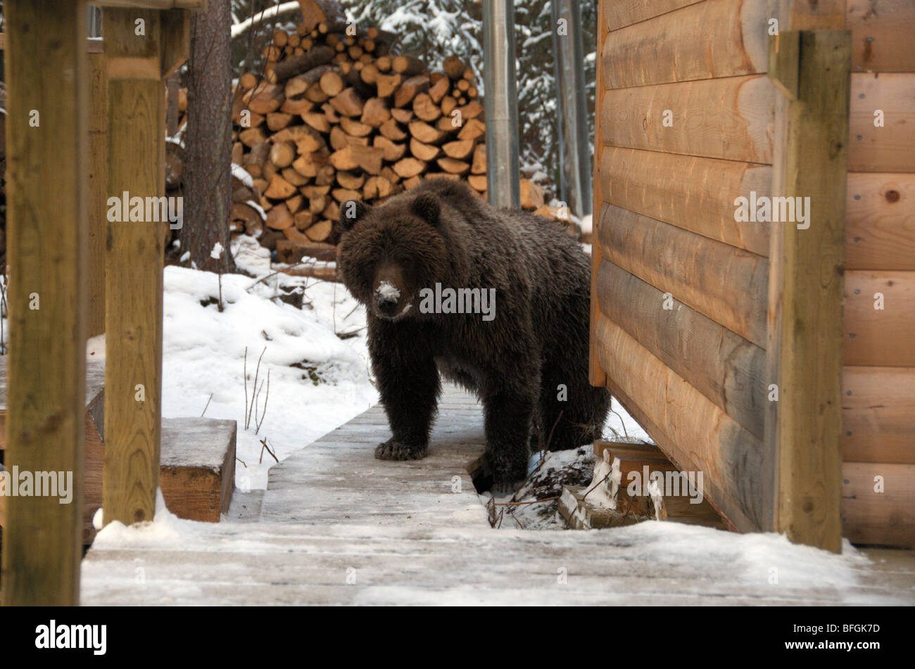 Grizzly Bear outside log cabin by Fishing Branch River, Ni'iinlii Njik ...