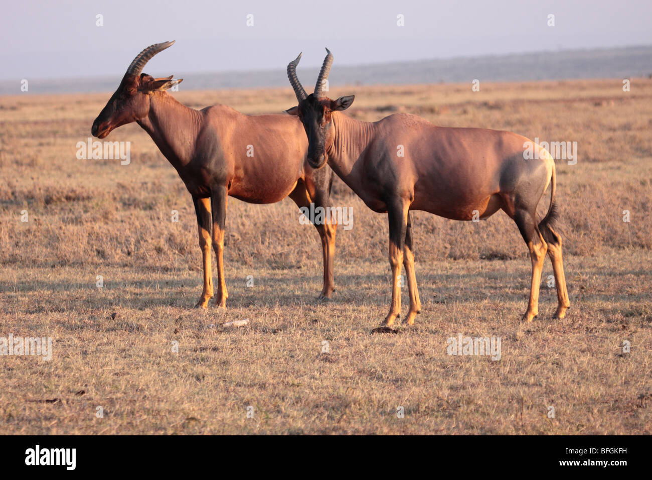 Damaliscus lunatus topi hi-res stock photography and images - Alamy