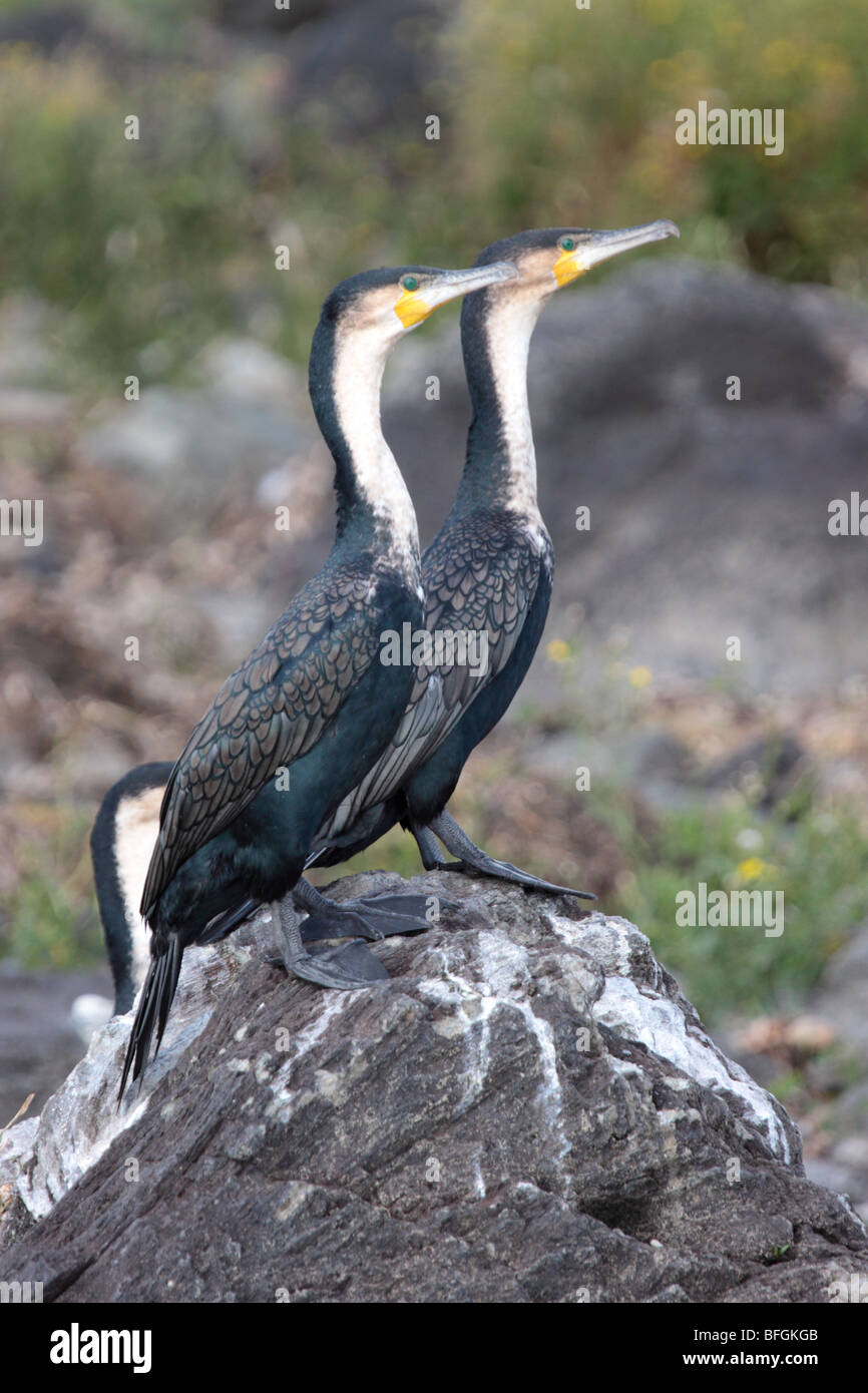 Pair of Great Cormorants Stock Photo - Alamy