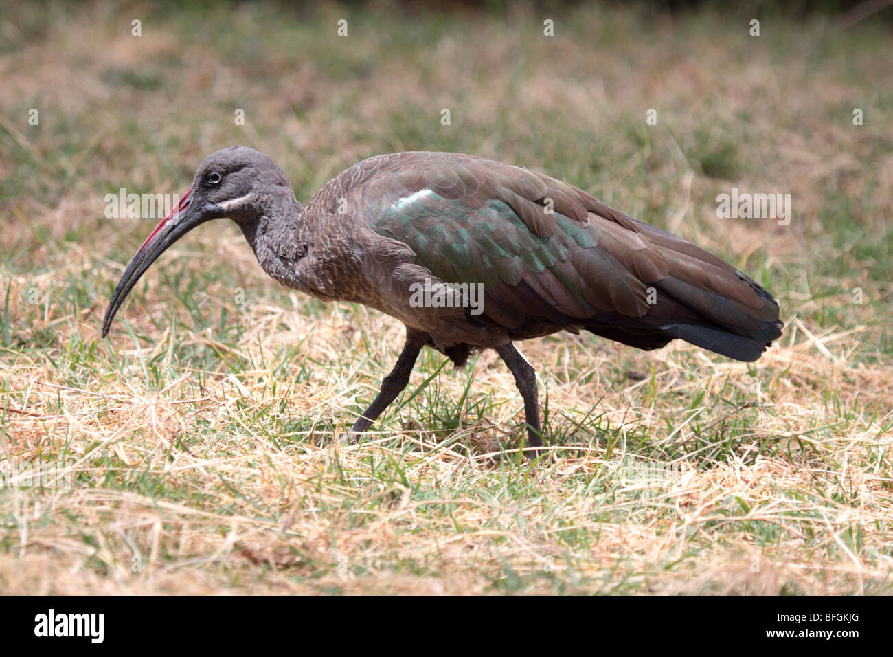 Hadeda ibis hi-res stock photography and images - Alamy