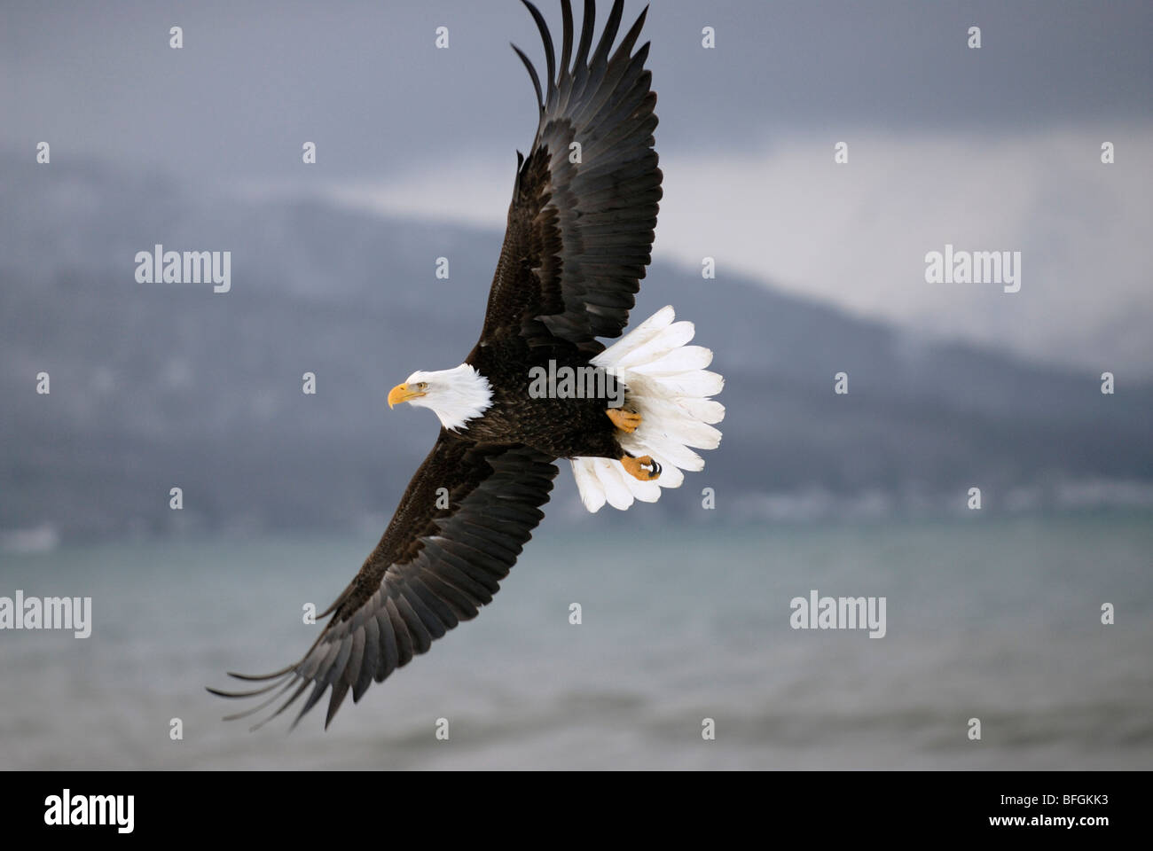 Alaska homer mature bald eagle hi-res stock photography and images - Alamy