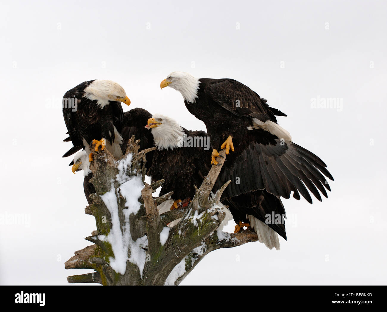 Group mature bald eagles haliaeetus hi-res stock photography and images ...