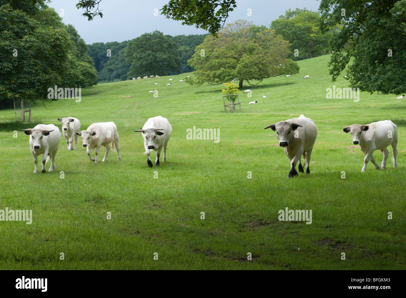 Cattle in front of Chartley castle, in between Uttoxeter and Stafford ...