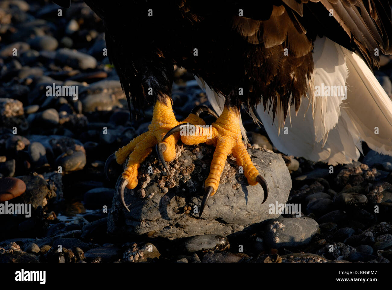 Bald eagle talons close up hi-res stock photography and images - Alamy Bald eagle talons close up hi-res stock photography and images - Alamy