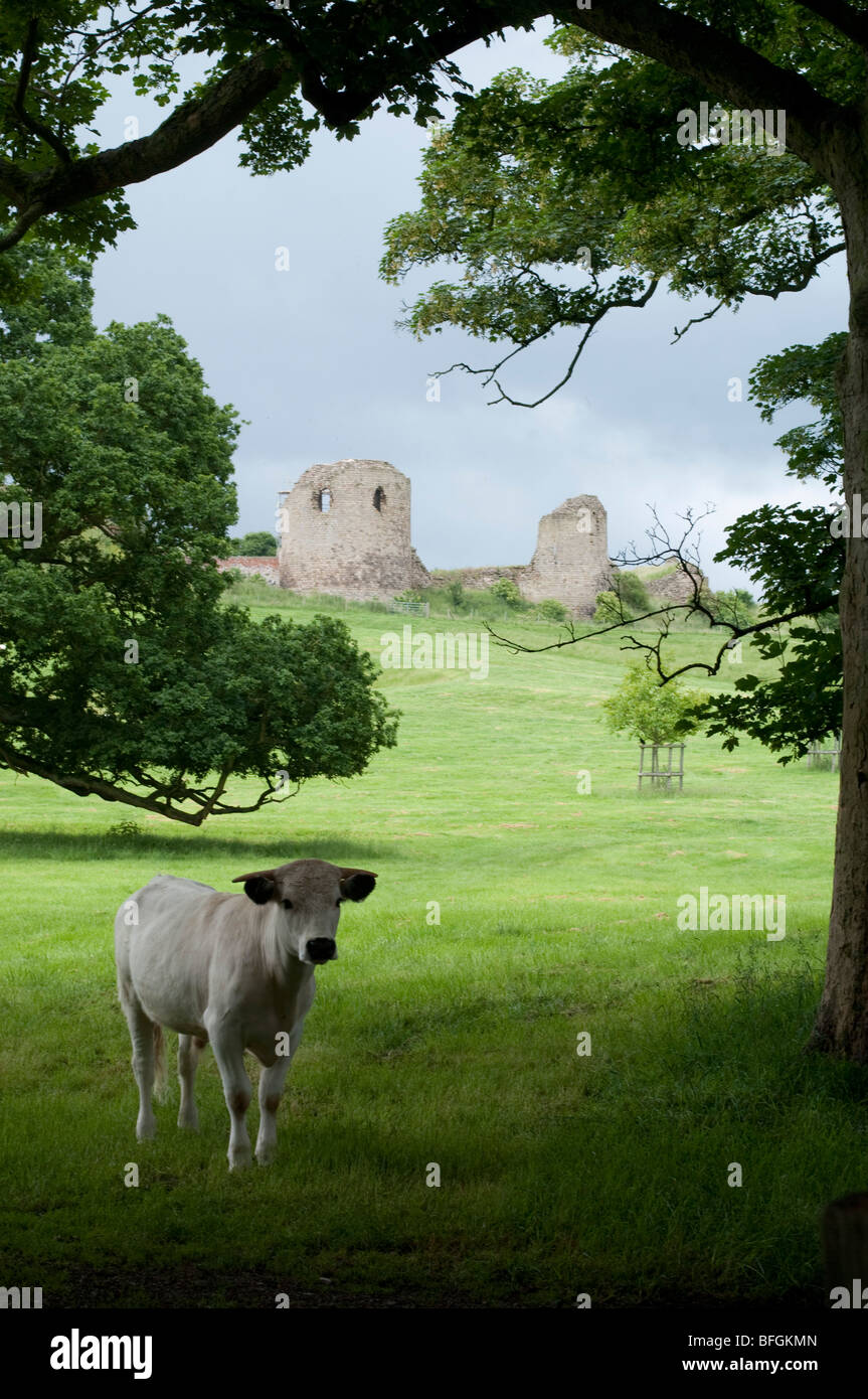 White the chartley white cattle hi-res stock photography and images - Alamy