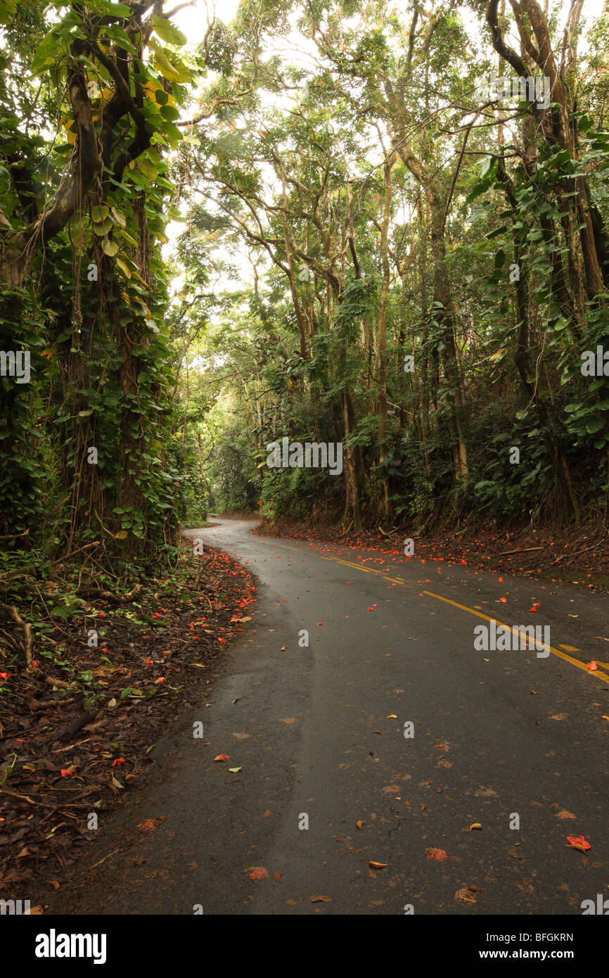 Winding road through the rainforest near Hilo, Hawaii Stock Photo - Alamy