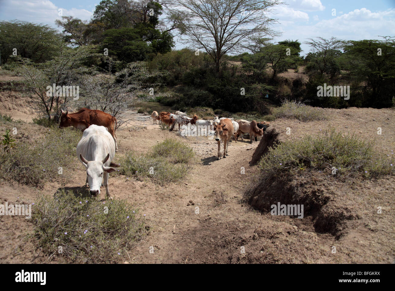 Drought cows hi-res stock photography and images - Alamy