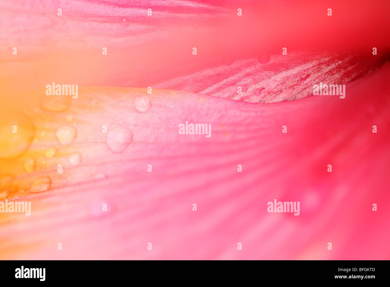 Giant iris hi-res stock photography and images - Alamy