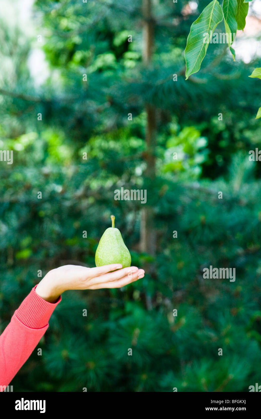 Hand hands holding pear food hi-res stock photography and images - Alamy