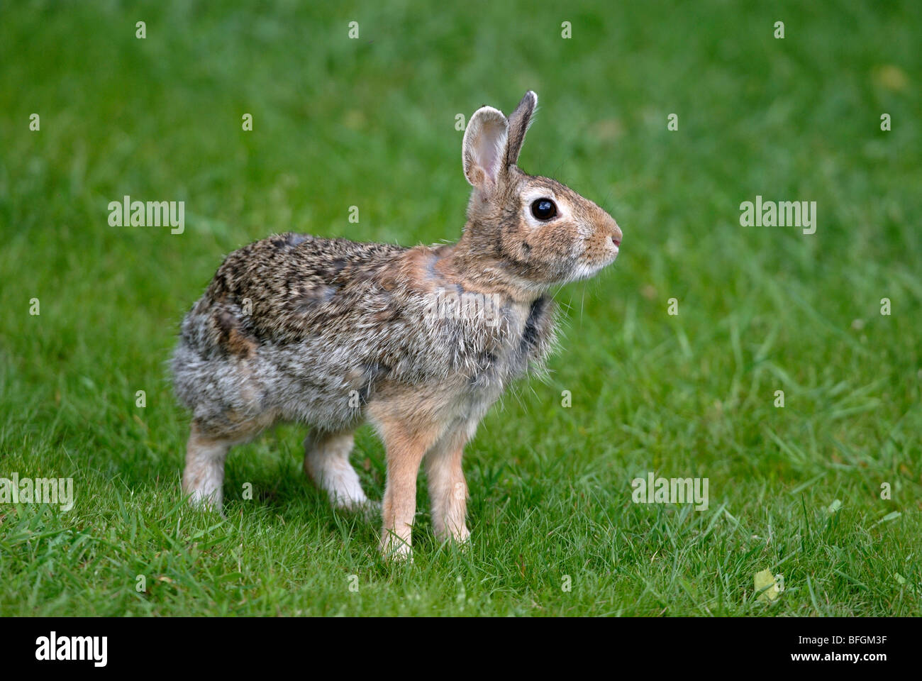 Cottontail Rabbit (Sylvilagus floridanus) in green grass during spring ...