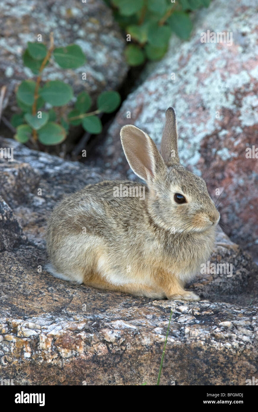 Eastern Cottontail (Sylvilagus floridanus) sitting on a granite boulder ...