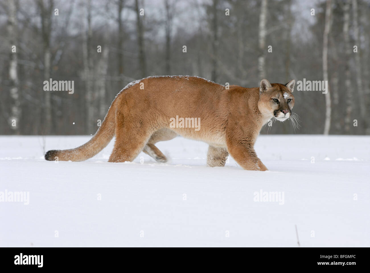 Minnesota mountain lions hi-res stock photography and images - Alamy