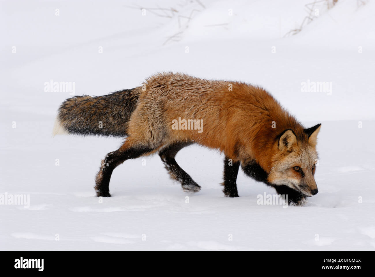 Red foxes vulpes vulpes minnesota hi-res stock photography and images ...