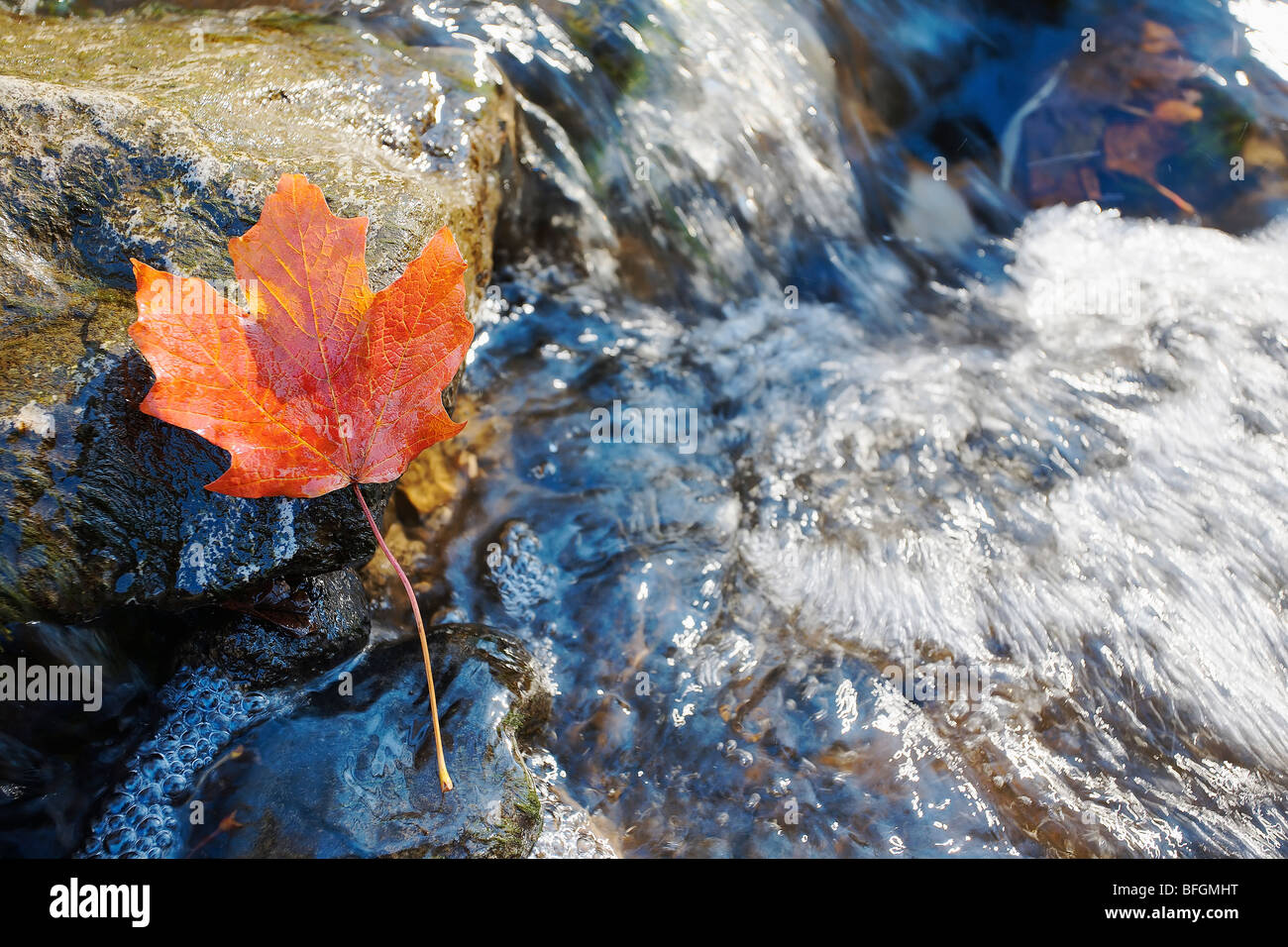 Toronto maple leaf hi-res stock photography and images - Alamy