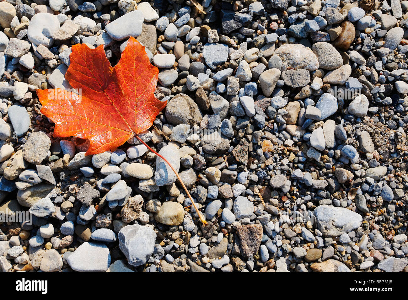 Toronto maple leaf hi-res stock photography and images - Alamy