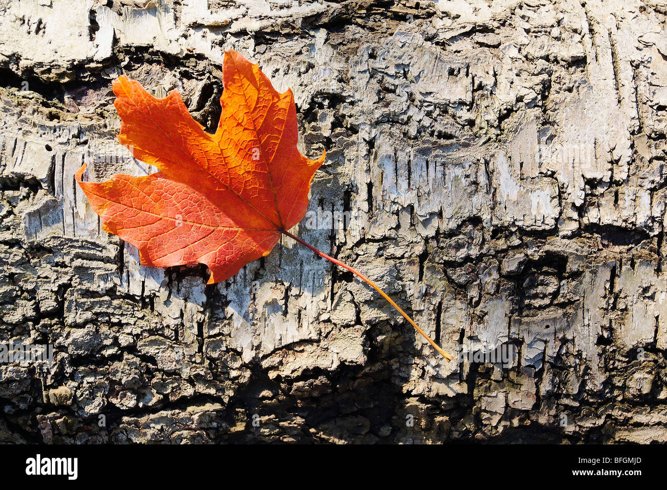 Toronto maple leaf hi-res stock photography and images - Alamy