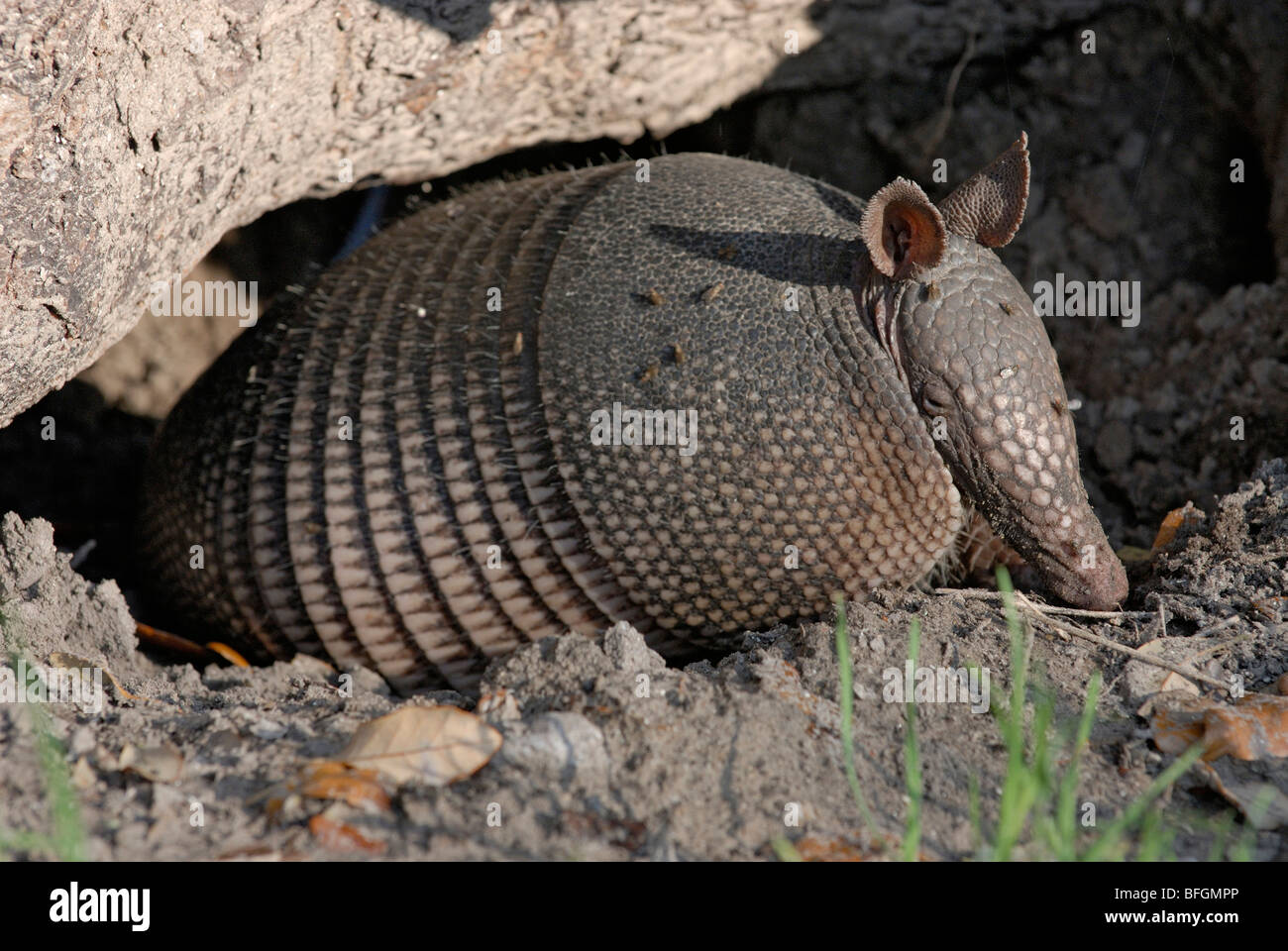 Armadillo burrow hi-res stock photography and images - Alamy