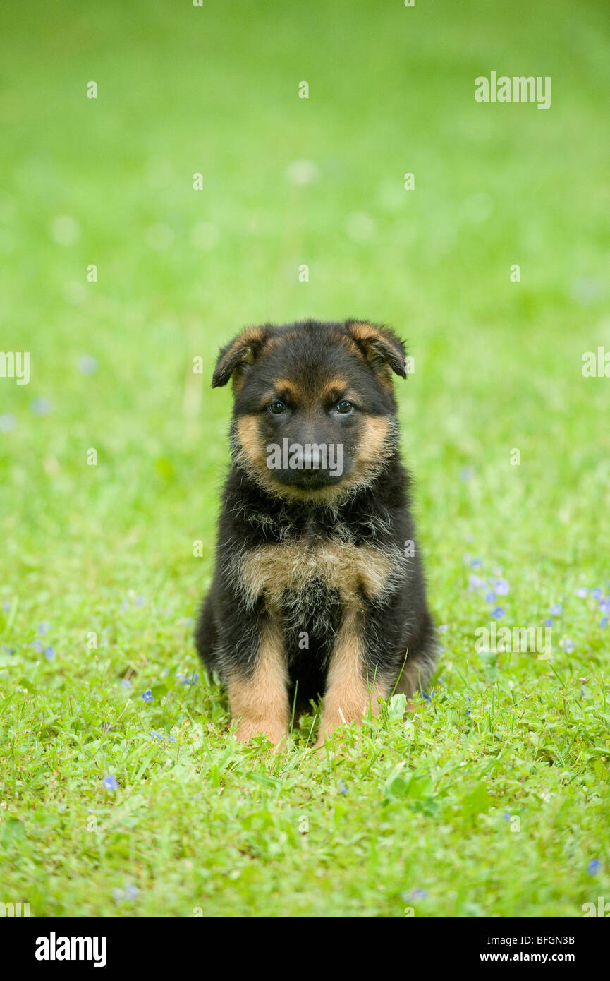 German Shepherd Puppy Stock Photo - Alamy