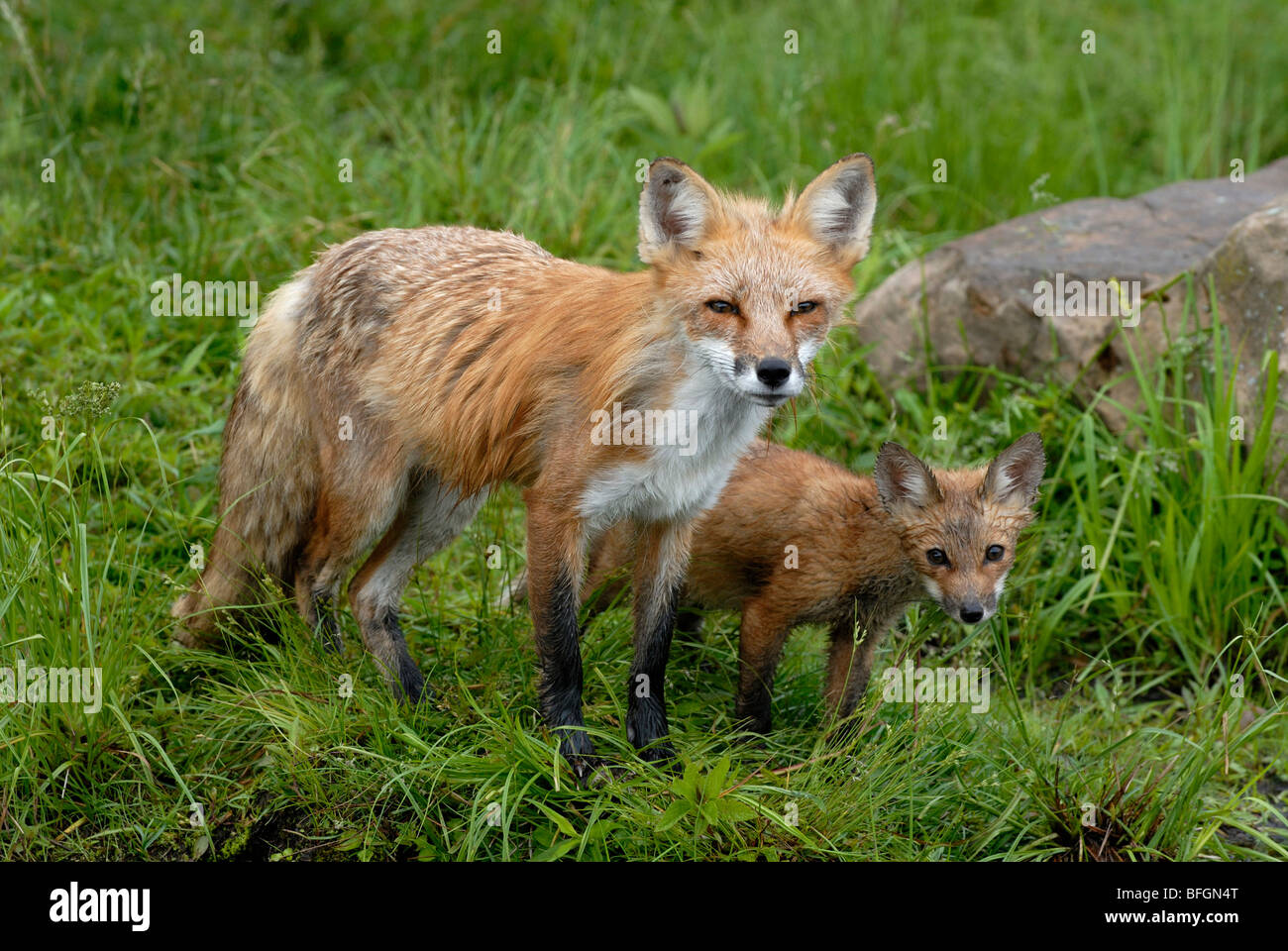 Red fox mother and kits hi-res stock photography and images - Alamy