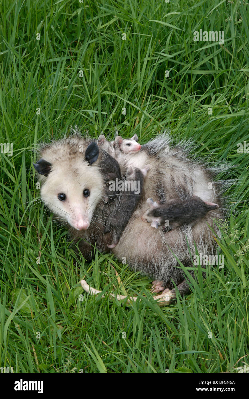 Female Opossum (Didelphis virginiana), with babies clinging to her in ...