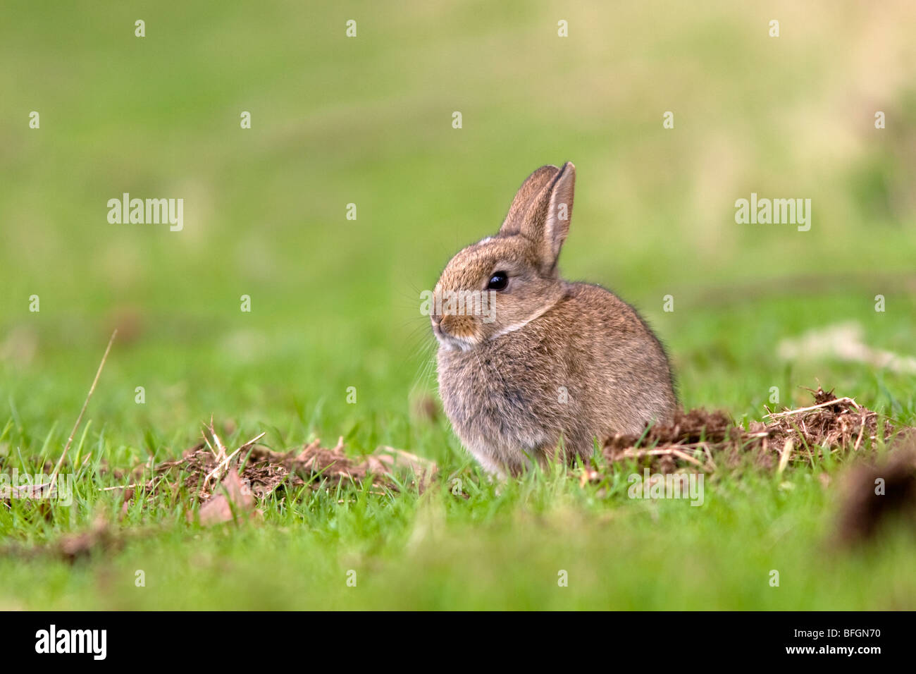 Young rabbit wildlife hi-res stock photography and images - Alamy
