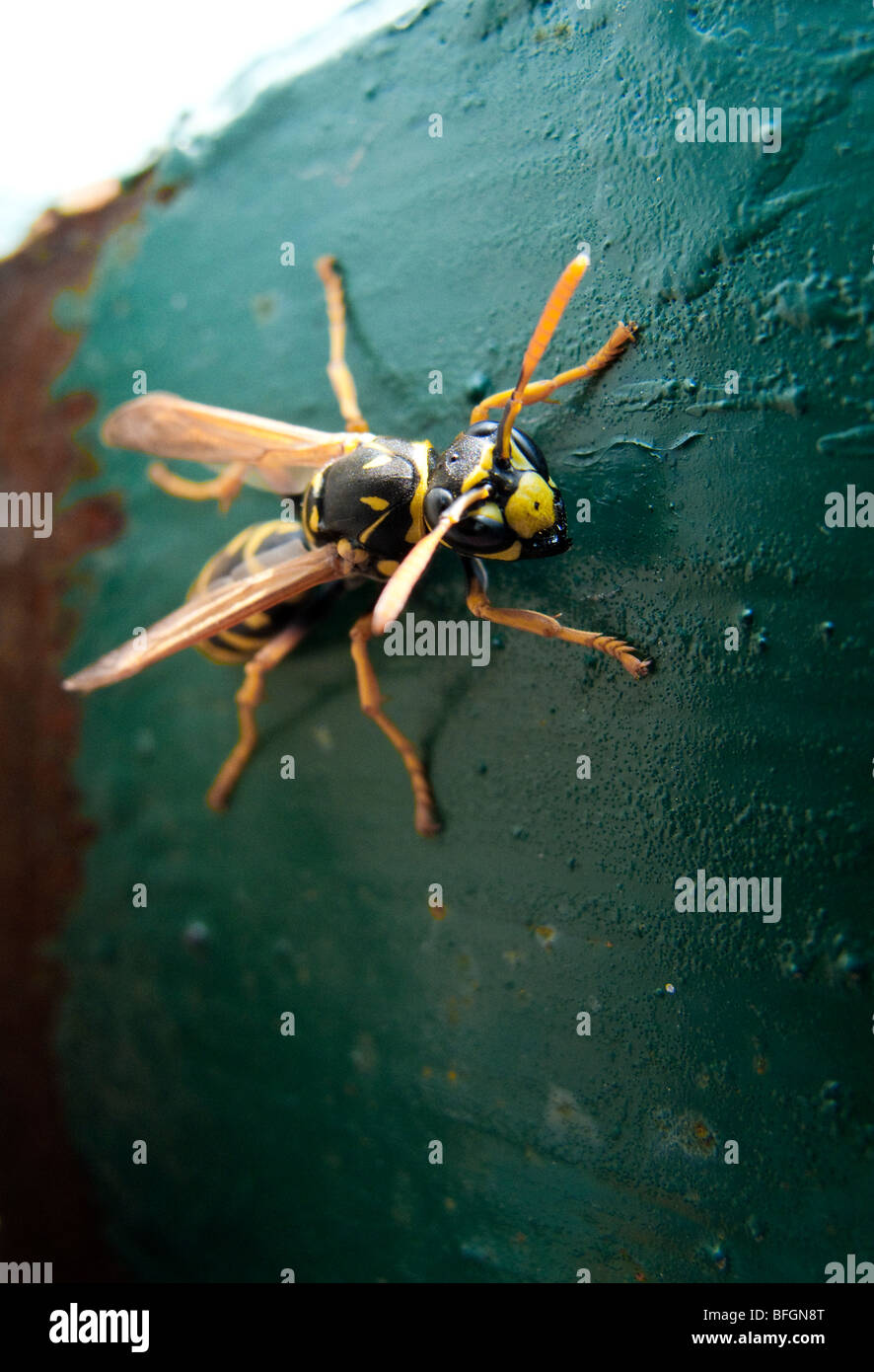 Close-up of wasp Stock Photo - Alamy