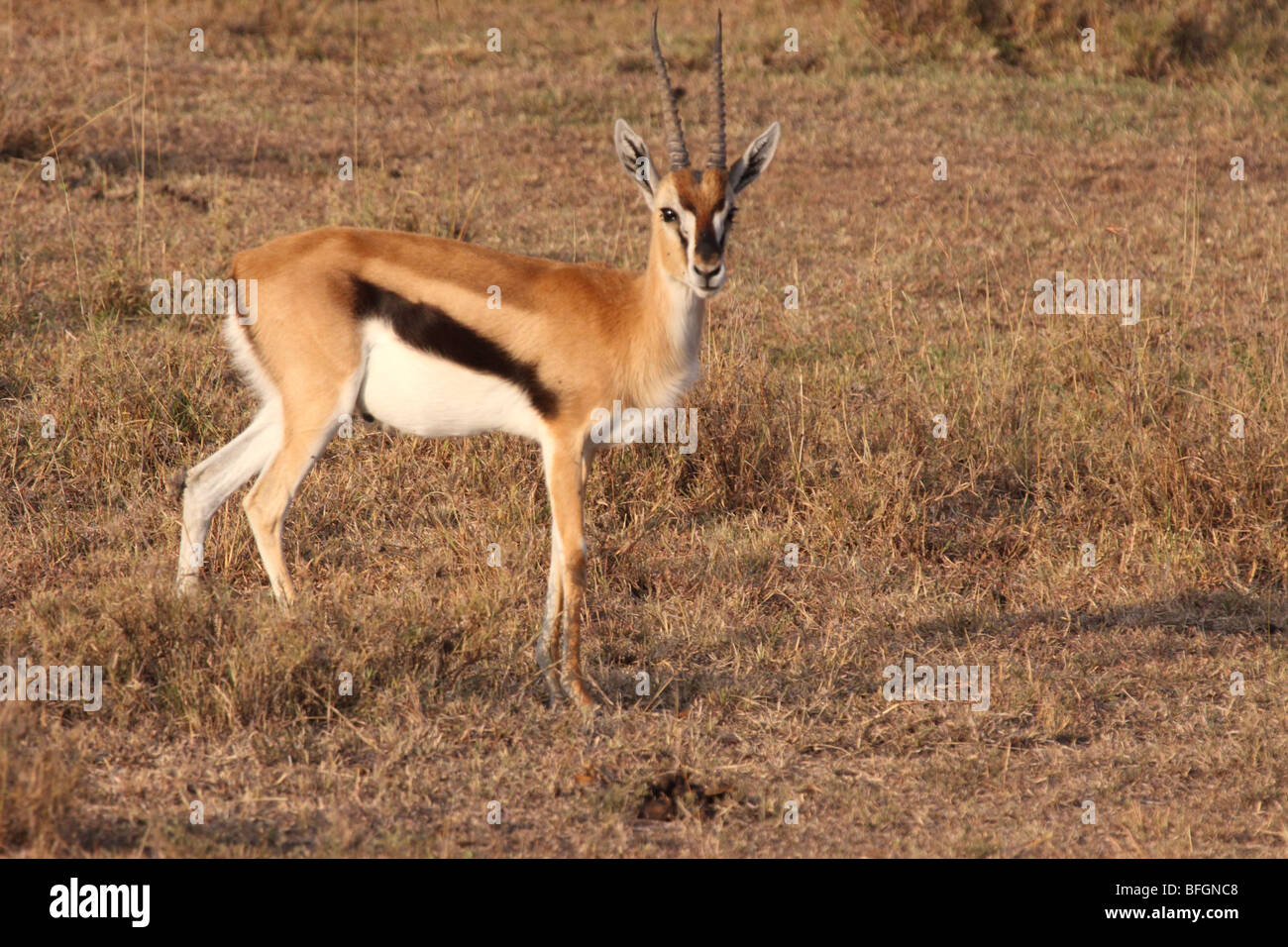 Gazelle hi-res stock photography and images - Alamy
