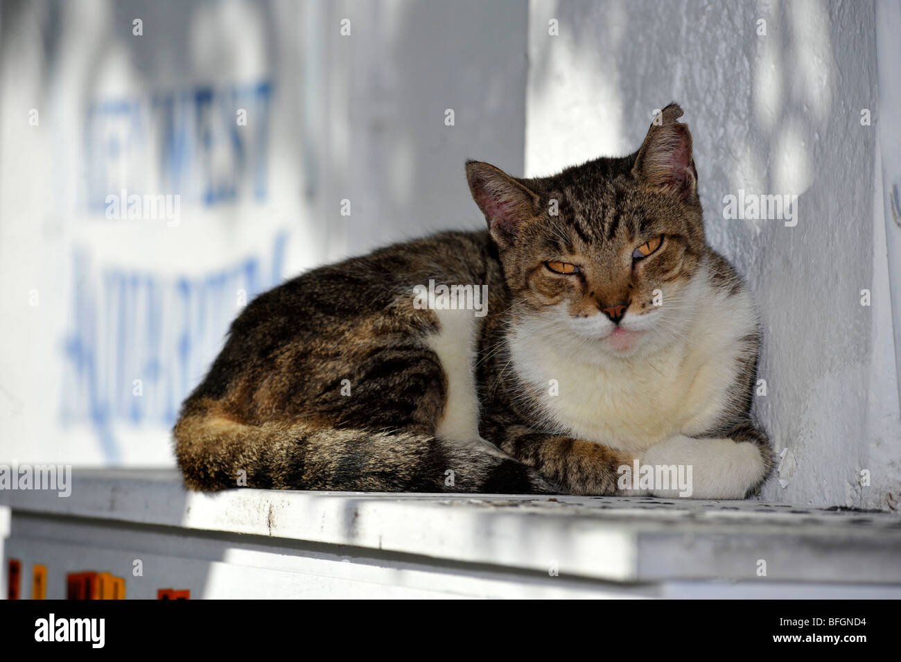 Key West Stray Cat Stock Photo - Alamy