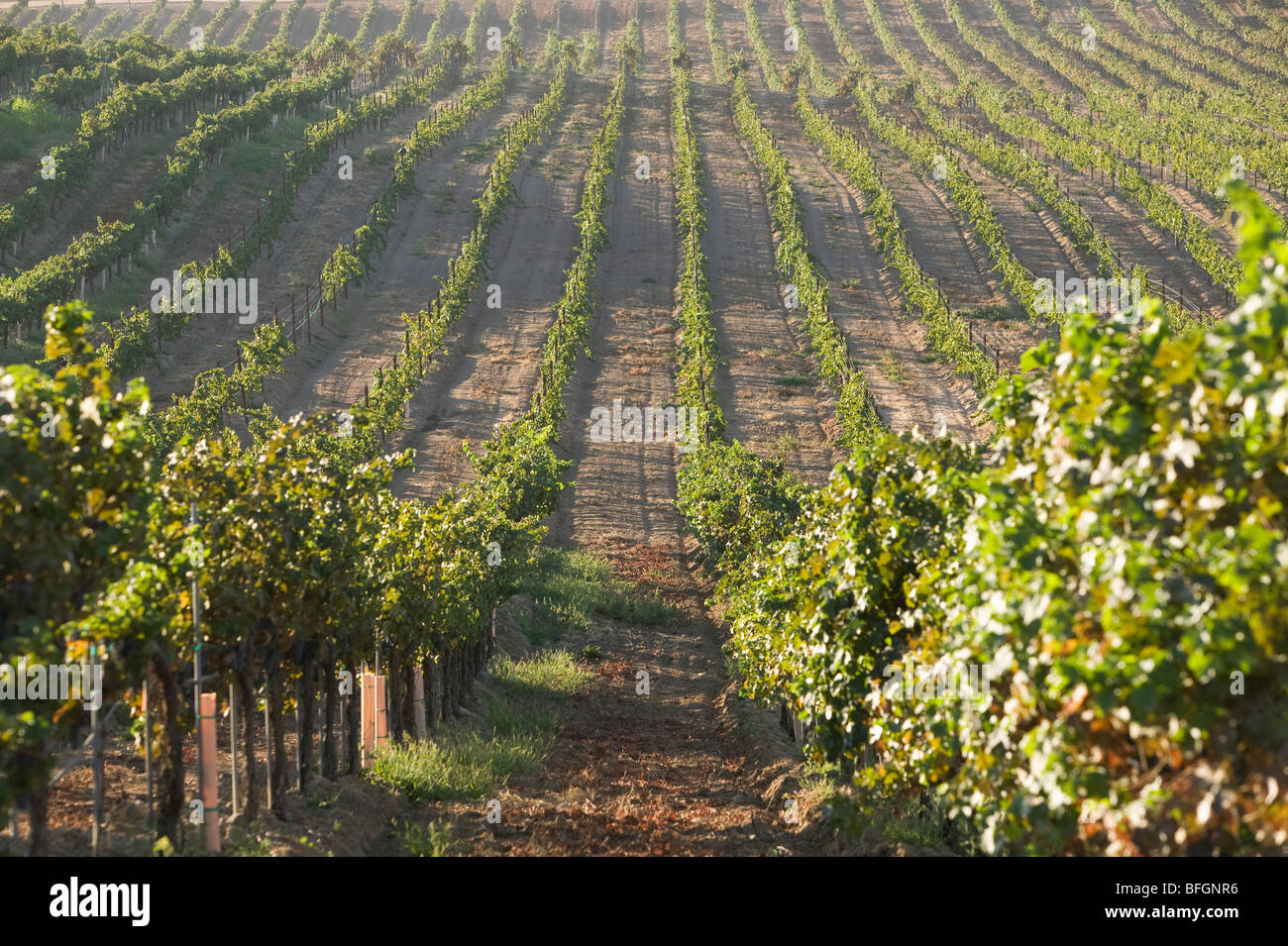 Grape vines in vineyard Stock Photo - Alamy