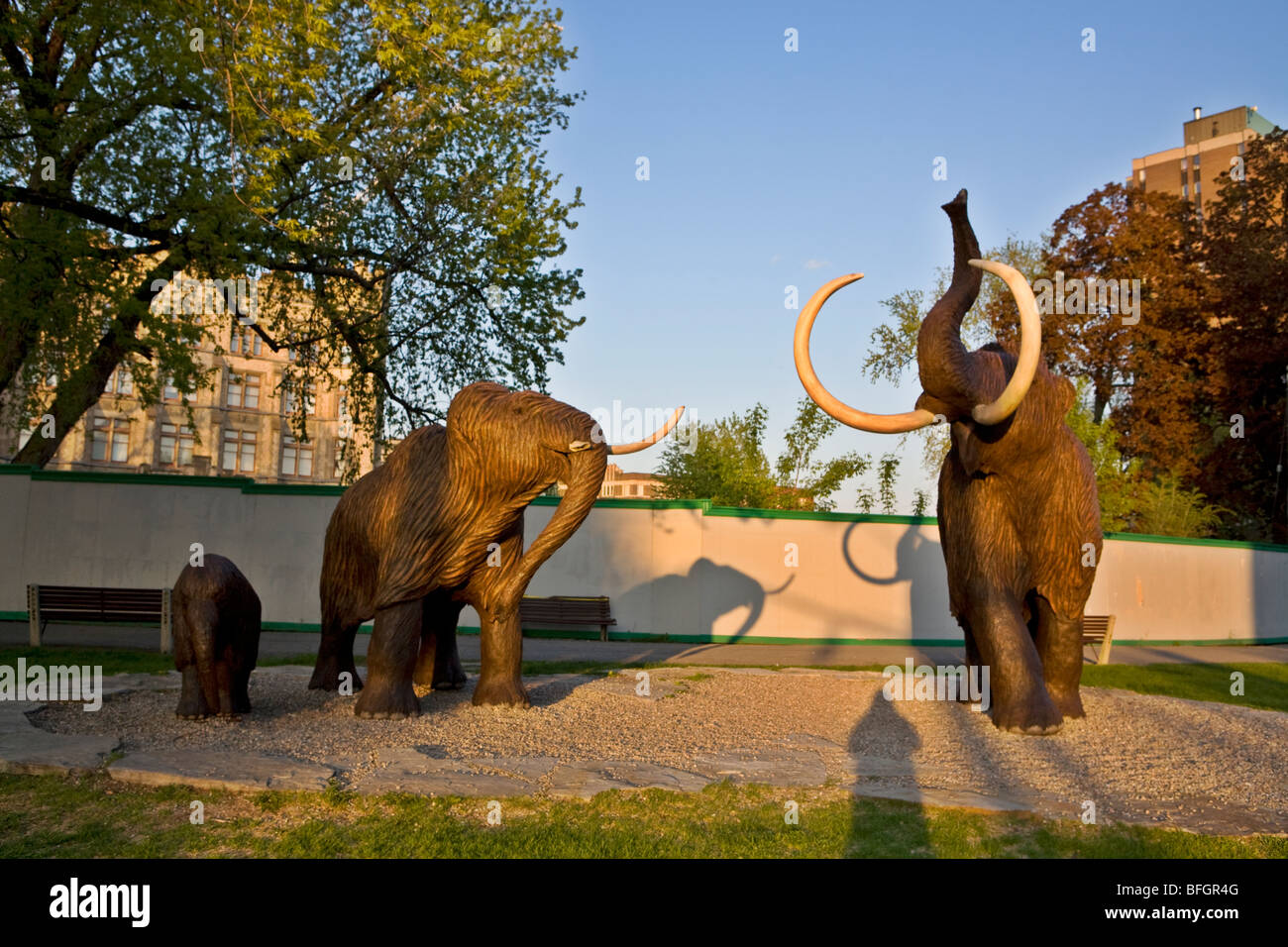 Mammoth museum hi-res stock photography and images - Alamy