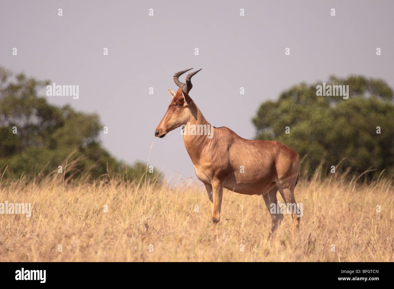 Kongoni hi-res stock photography and images - Alamy
