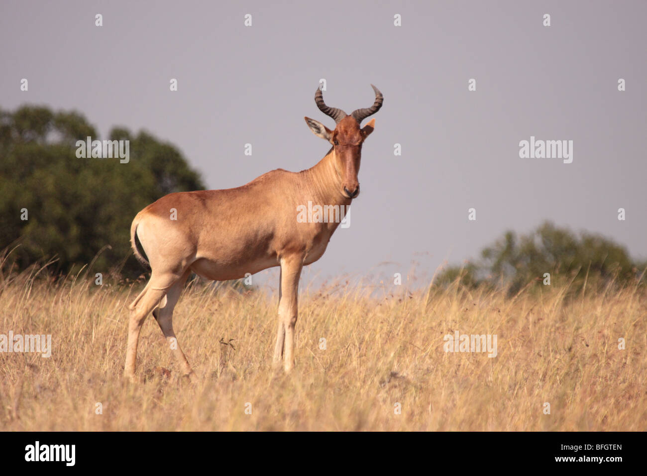kongoni on the lookout Stock Photo - Alamy