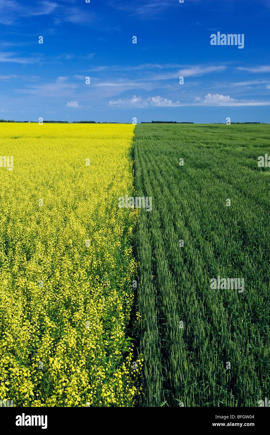 Wheat and canola Fields. Dugald, Manitoba, Canada Stock Photo - Alamy