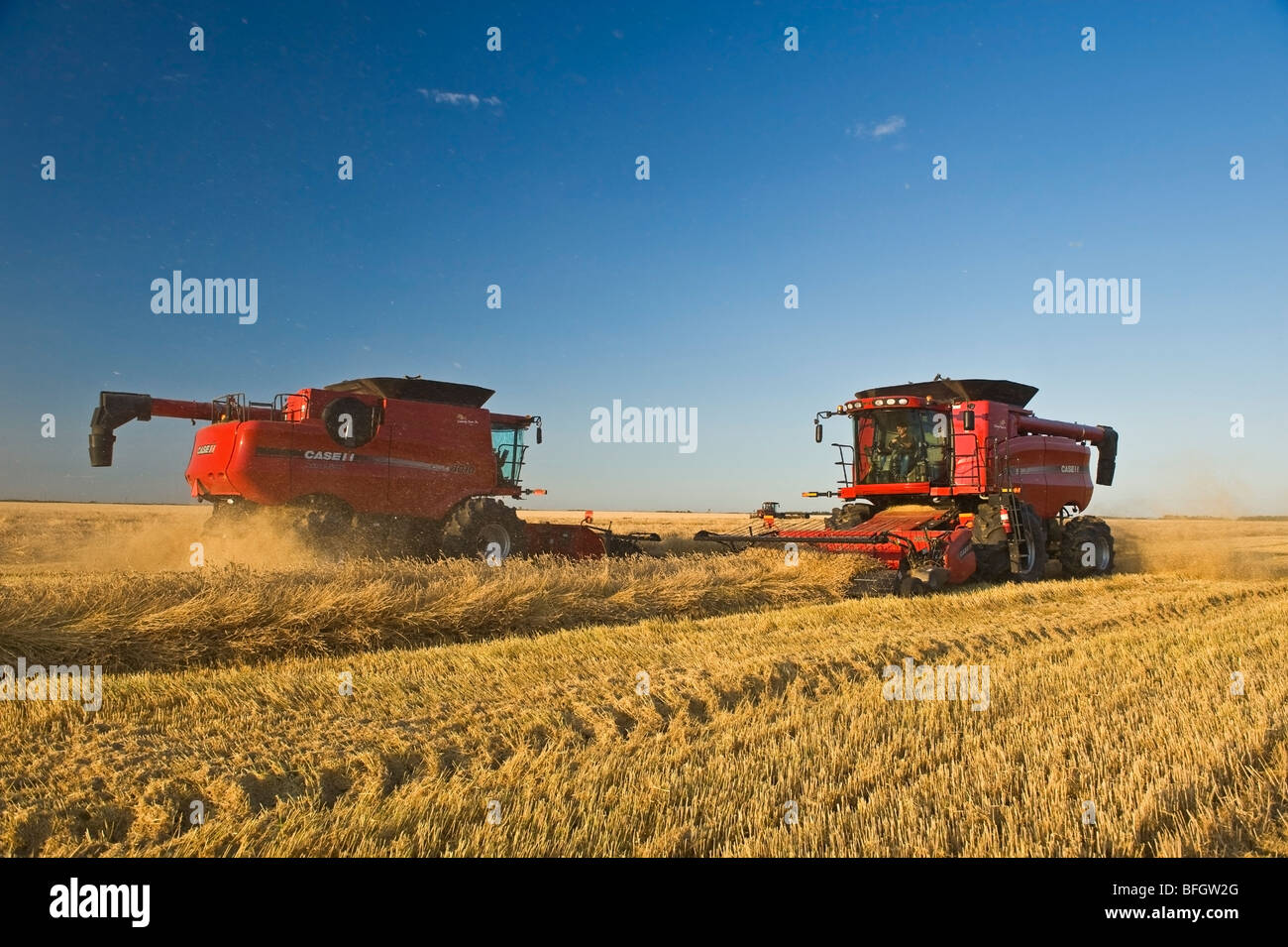 Two combine harvesters work a field of swathed spring wheat. Near ...