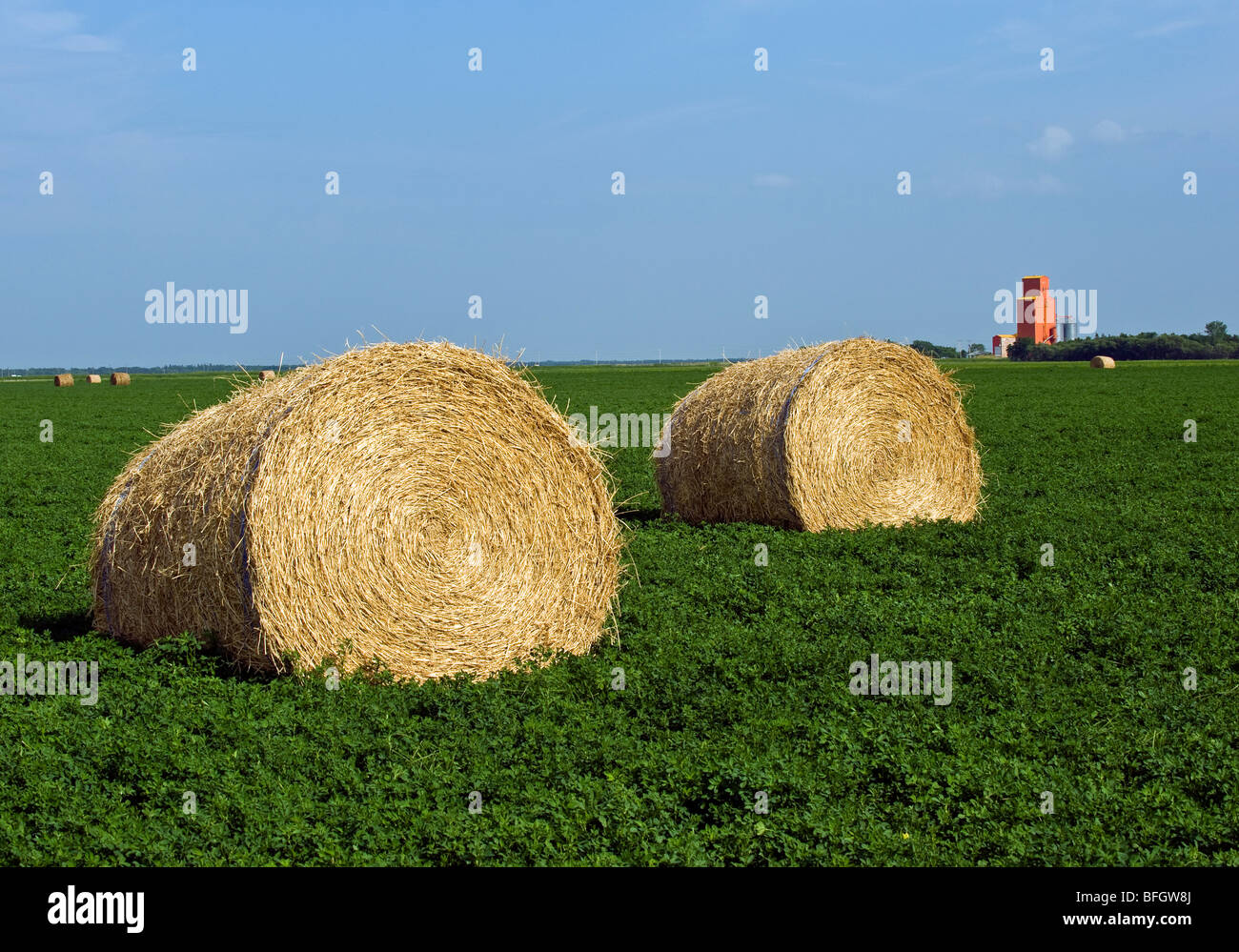 Alfalfa field hi-res stock photography and images - Alamy