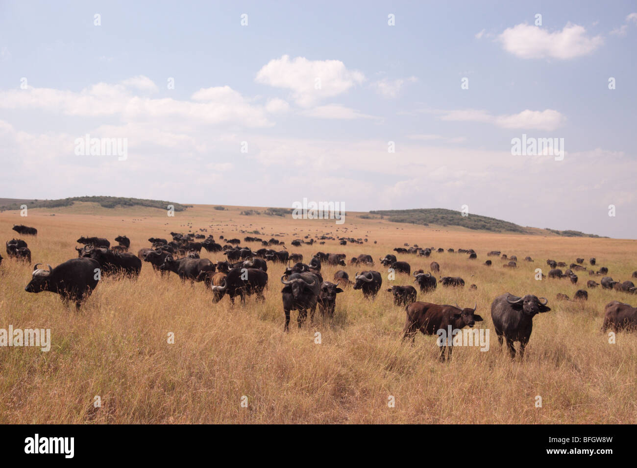 Herd of African buffaloes Stock Photo - Alamy