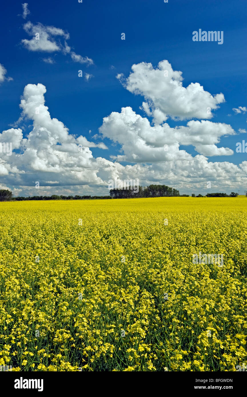 Bloom stage canola field with cumulus and developing cumulonimbus ...