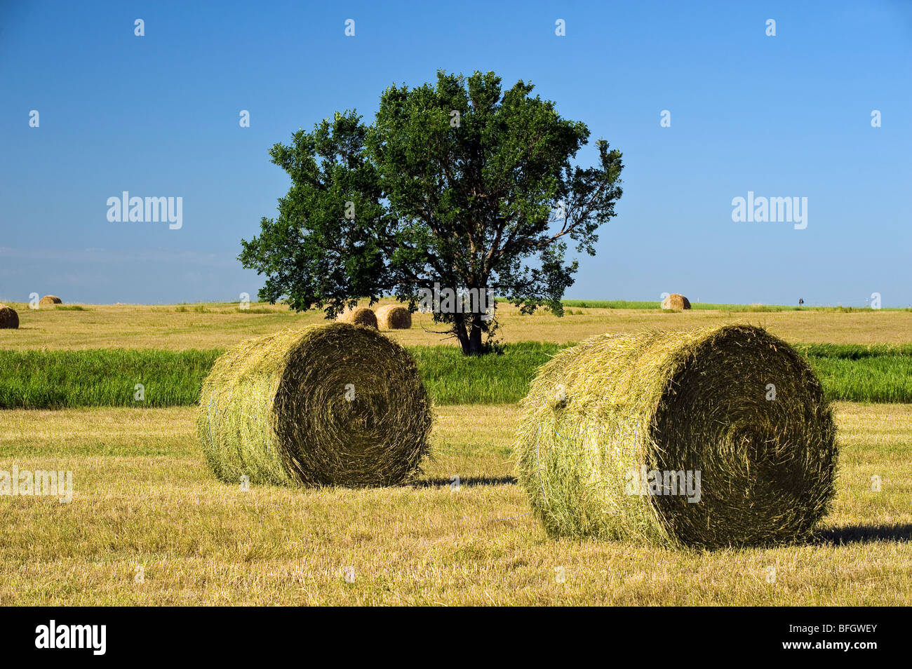 Hay tree hi-res stock photography and images - Alamy