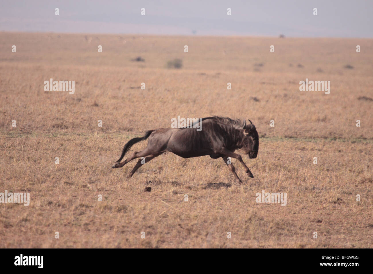 Running gallop hi-res stock photography and images - Alamy