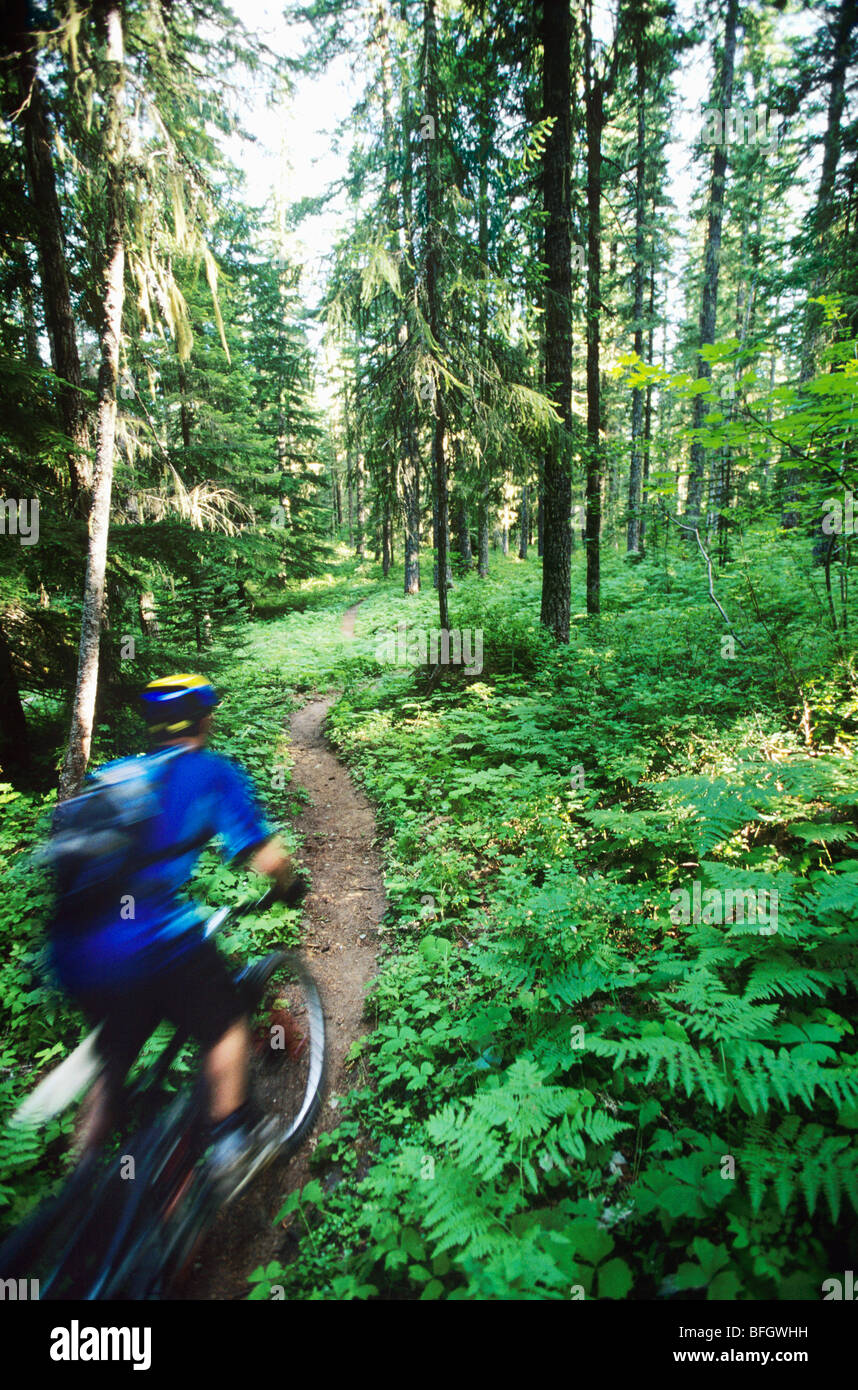 Biker riding on forest trail Stock Photo - Alamy