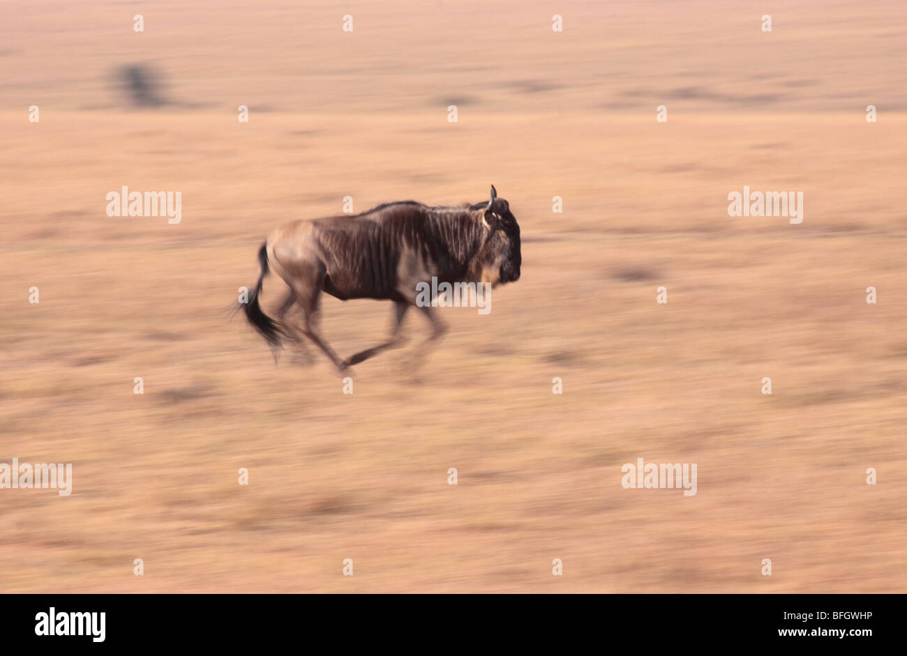 Gnu running hi-res stock photography and images - Alamy