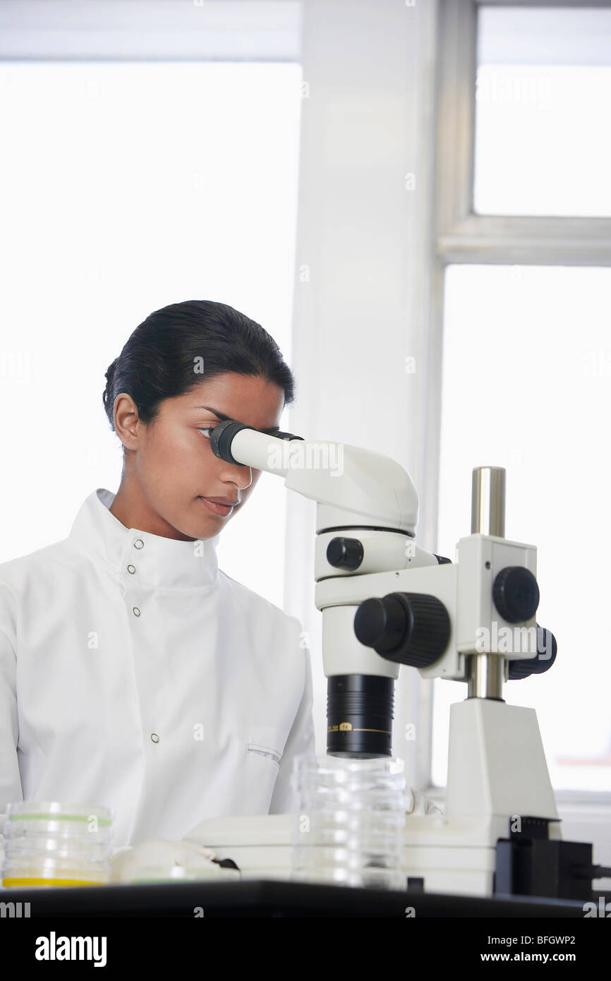 Female lab worker using microscope to examine petri dish Stock Photo ...