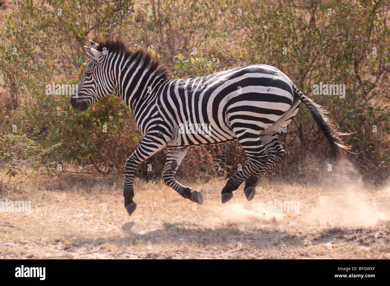 Zebra Running On Plain High Resolution Stock Photography and Images - Alamy
